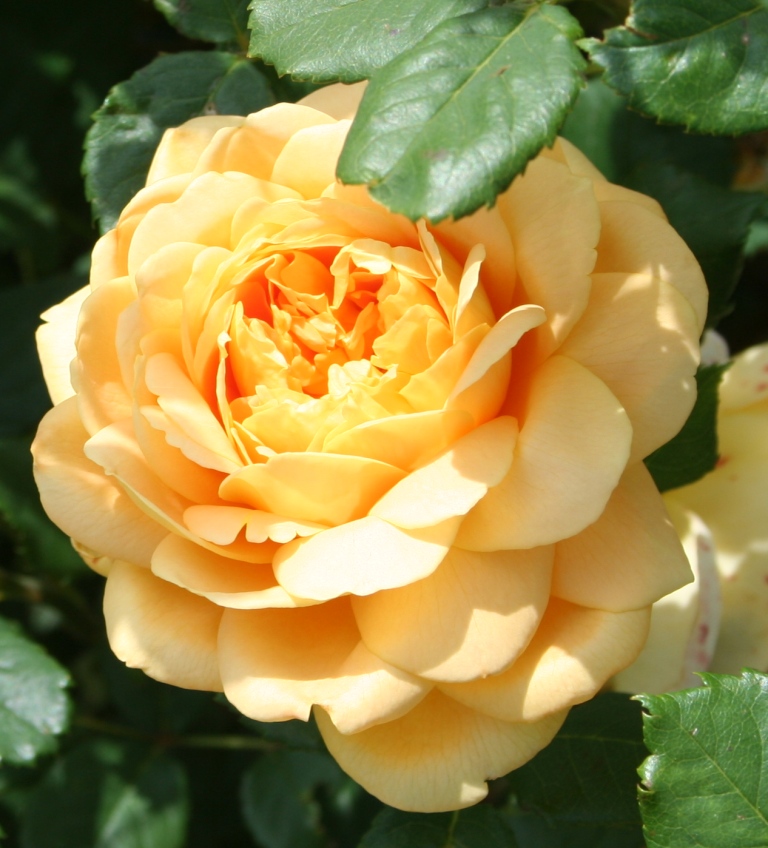 Garden Musings: Golden Celebration