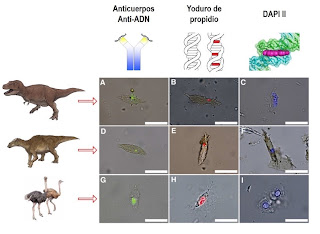 Palaeos, la historia de la Vida en la Tierra: Notas cortas: ADN de ...