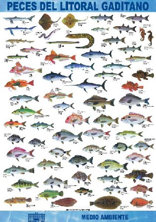 LA PESCA EN CÁDIZ: PECES COMUNES