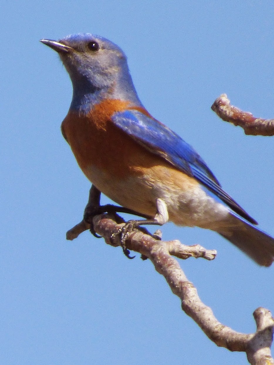 Geotripper's California Birds: Western Bluebirds at the Tuolumne River ...