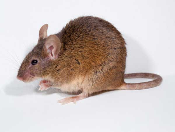 ANIMALES, FUTURAS INCUBADORAS DE ÓRGANOS HUMANOS