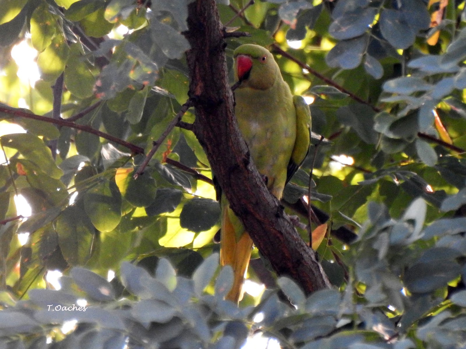 PASARI DIN ROMANIA: PAPAGALUL MICUL ALEXANDER, Psittacula krameri (in ...