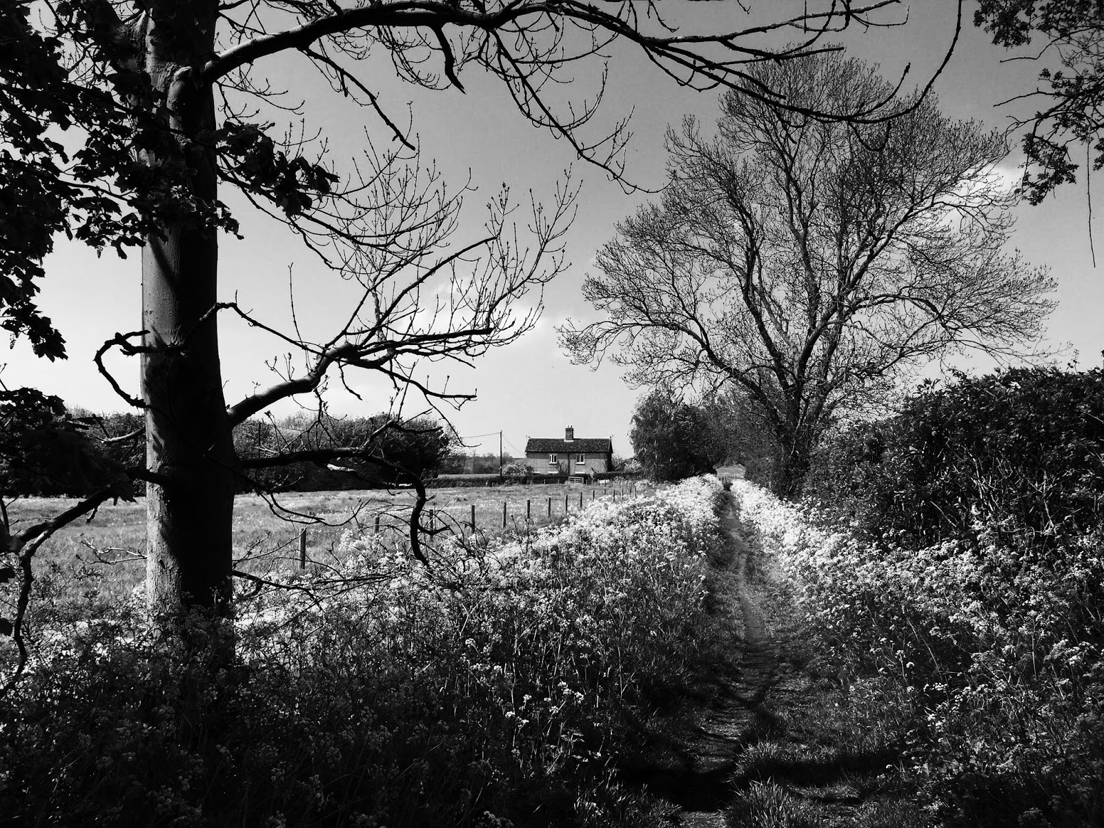 The Lily of the Field and the Bird of the Air—A few photos taken along ...