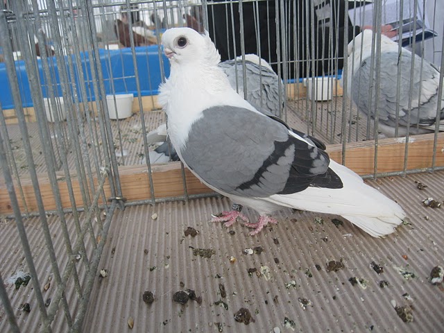 Polish Owl Pigeons ( Mewka Polska ) - Pigeons fall