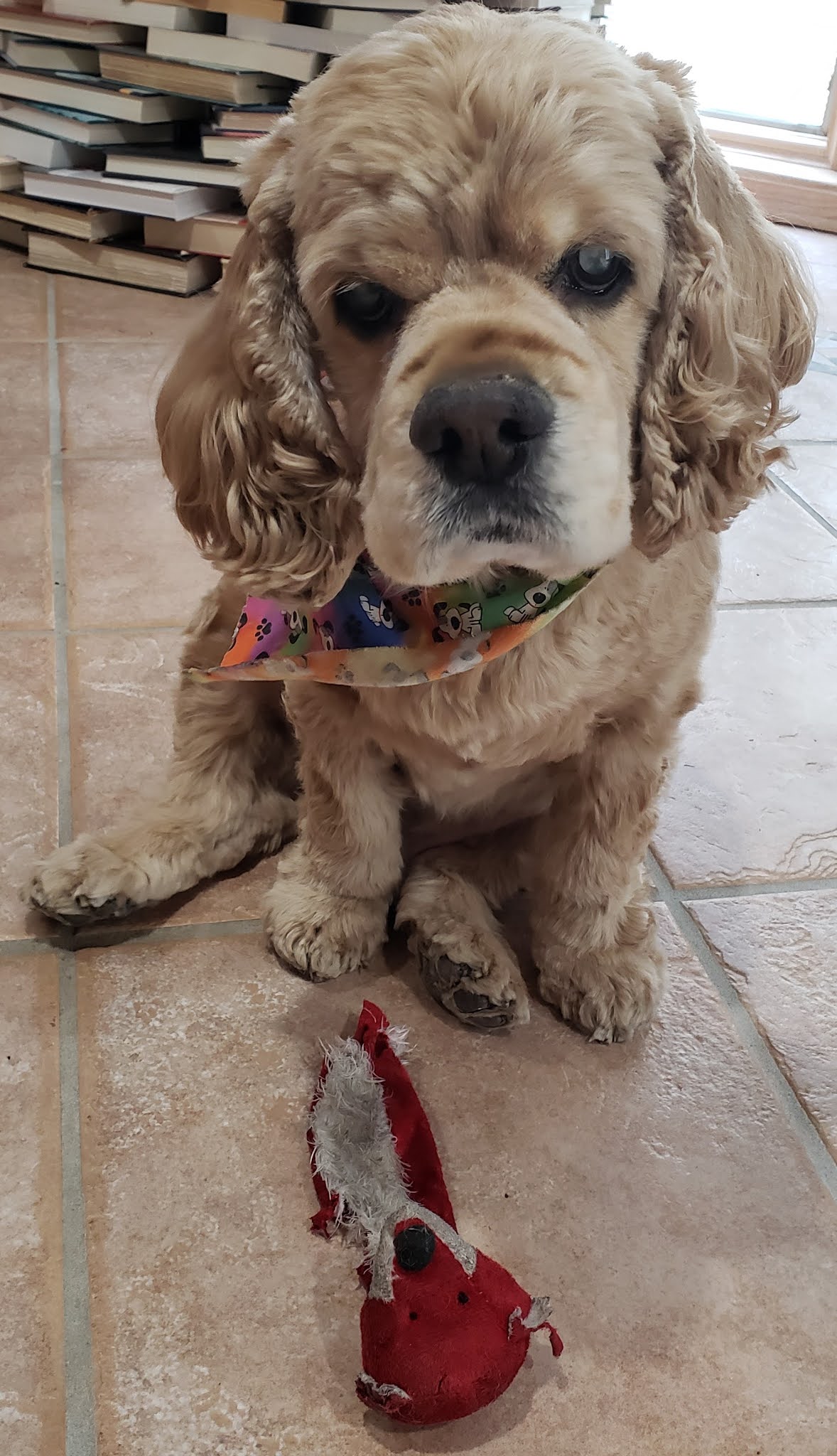 Cocker Spaniel Adoption Center Blog: 2020