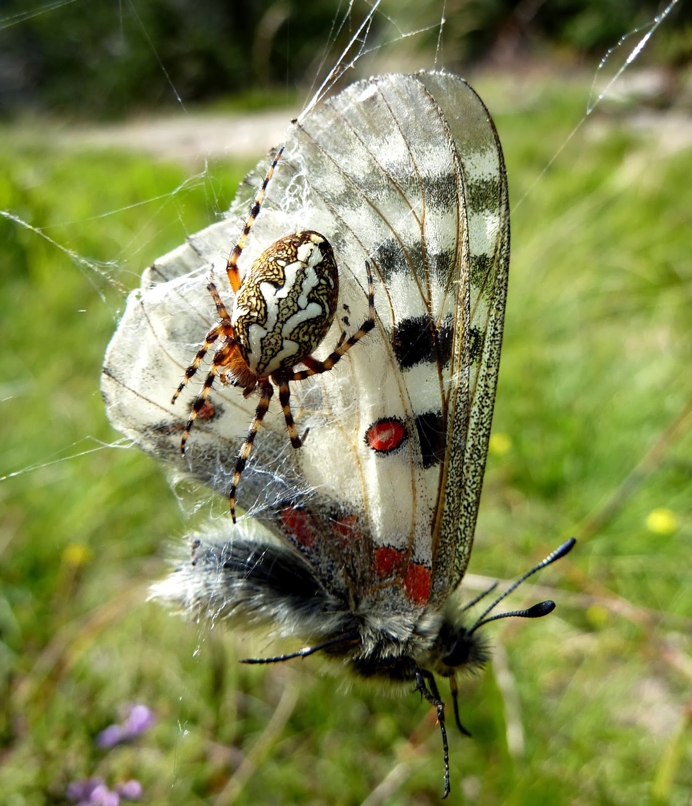Espai natura del Papiol: 6. Papallona d'Apol·lo.