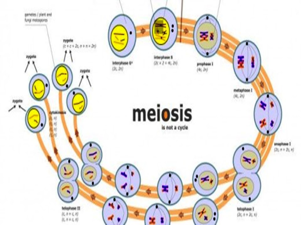 SONU ACADEMY: MEIOSIS AND REDUCTION DIVISION - TEXT