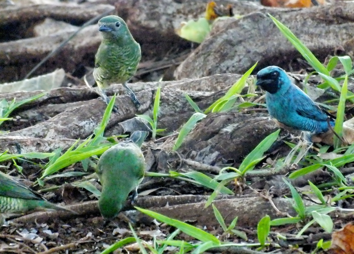 ORNITOLOGIA, RAMO DA BIOLOGIA QUE ESTUDA AS AVES