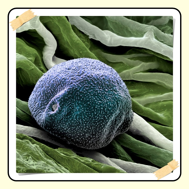 Witty Nity: Pollen Under a Microscope