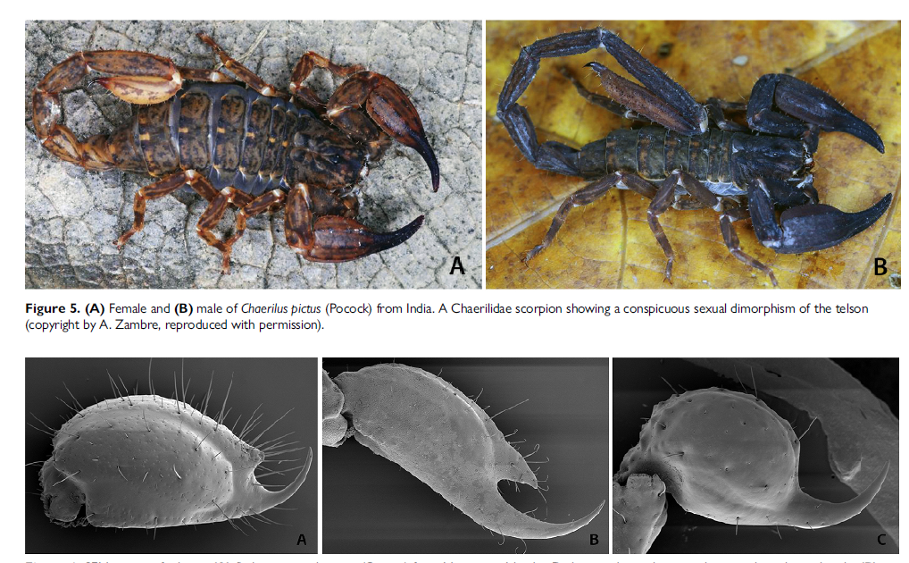 The Scorpion Files Newsblog: A new article on the evolution of telson ...