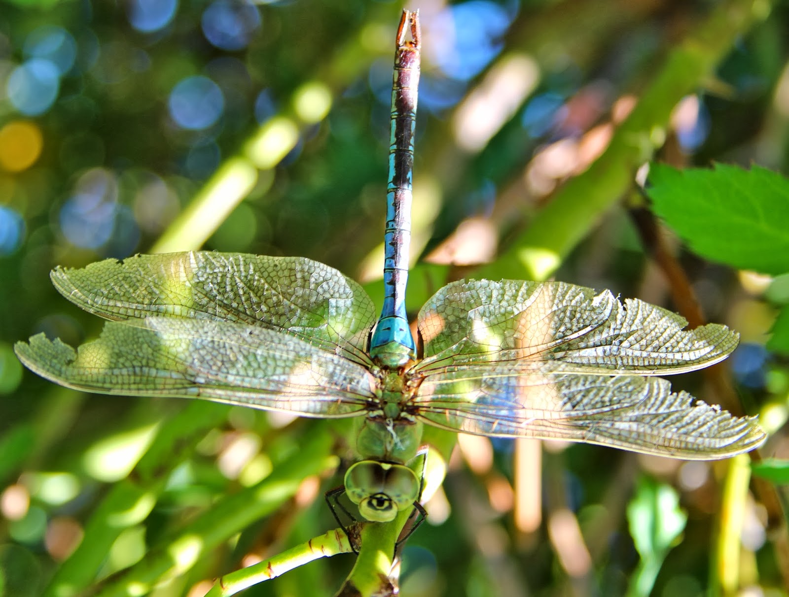 Rainbow Magic Sparkle Butterfly : Insects and Spiders visiting my ...