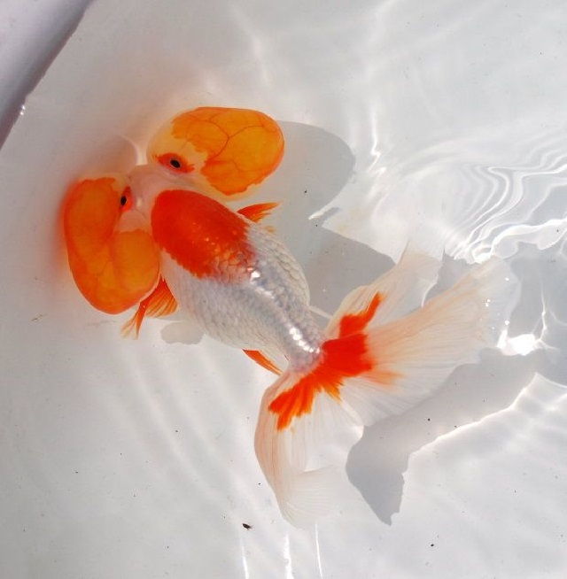 Mengenal Ikan Mas Koki Bubble Eye (Mata Balon) - Rahasia Trik Mancing