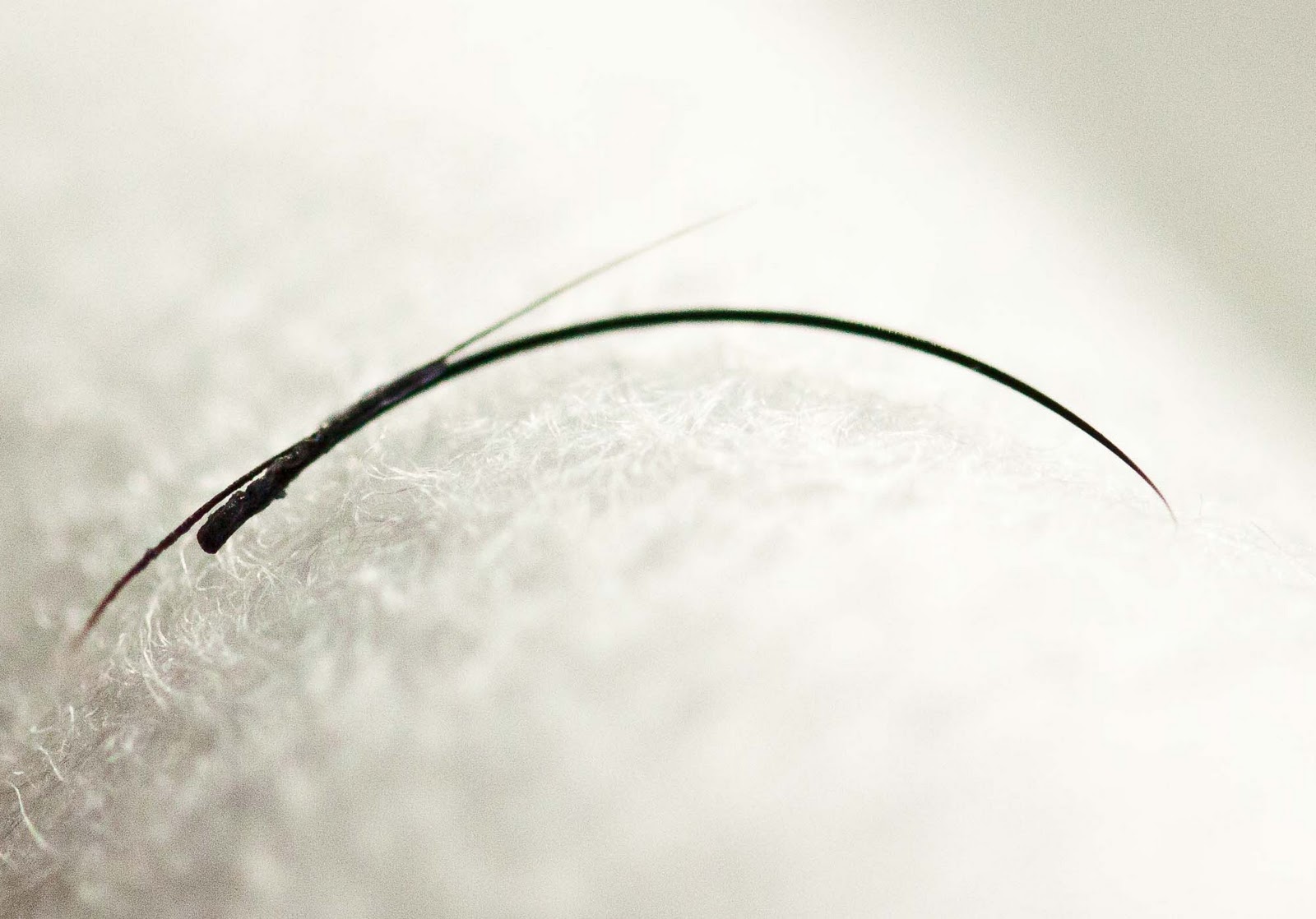 Gayle Tales: Fringe Effect