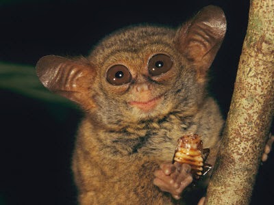 Sulawesi, Pulau di Indonesia dengan Fauna Terunik | Basecamp Petualang