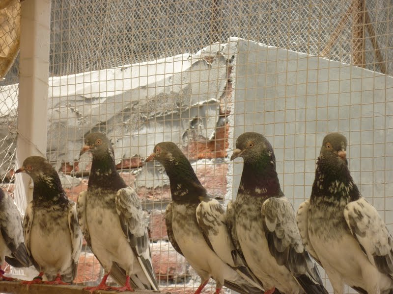 Pigeons | Kabootar Baaz | Pigeons Photos: Dab Walay Pakistani Kabootar ...