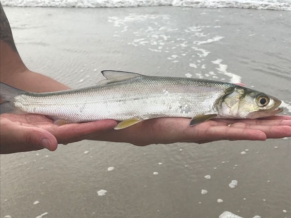 No Mar Profundo: Peixe Ubarana-focinho-de-rato