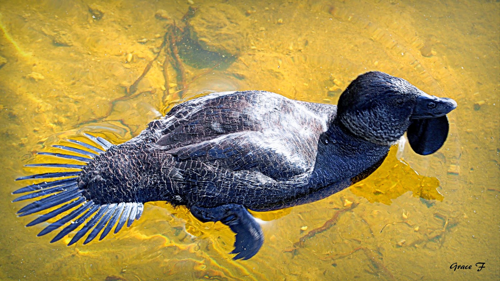 Perth Daily Photo : A very strange duck!