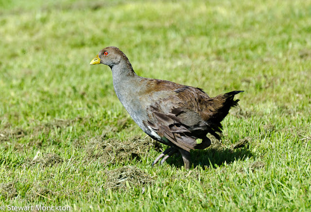 Paying Ready Attention - Photo Gallery: Wild Bird Wednesday 32 ...