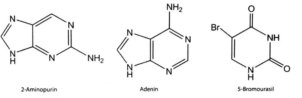 Bahan Kimia Mutagenik Pada DNA