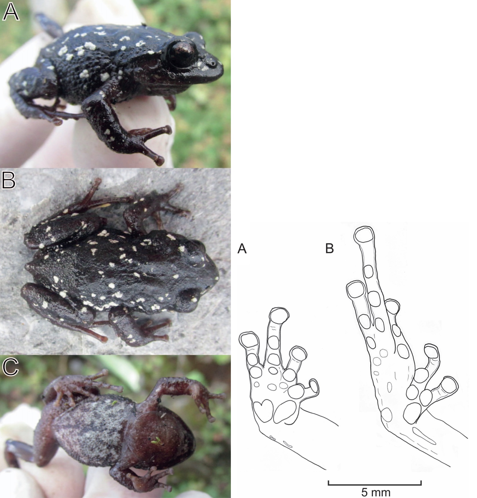 Species New to Science: [Herpetology • 2021] Pristimantis astralos • A ...