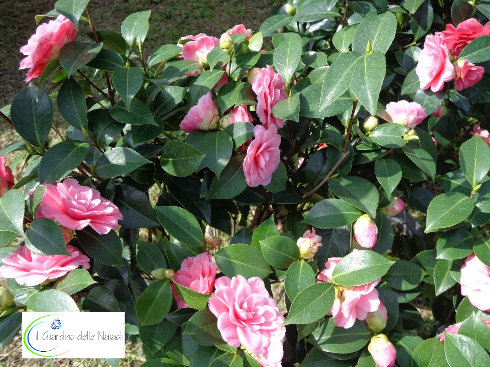 Il giardino delle Naiadi: LA SIGNORA DELLE CAMELIE, STORIA DI UN FIORE ...