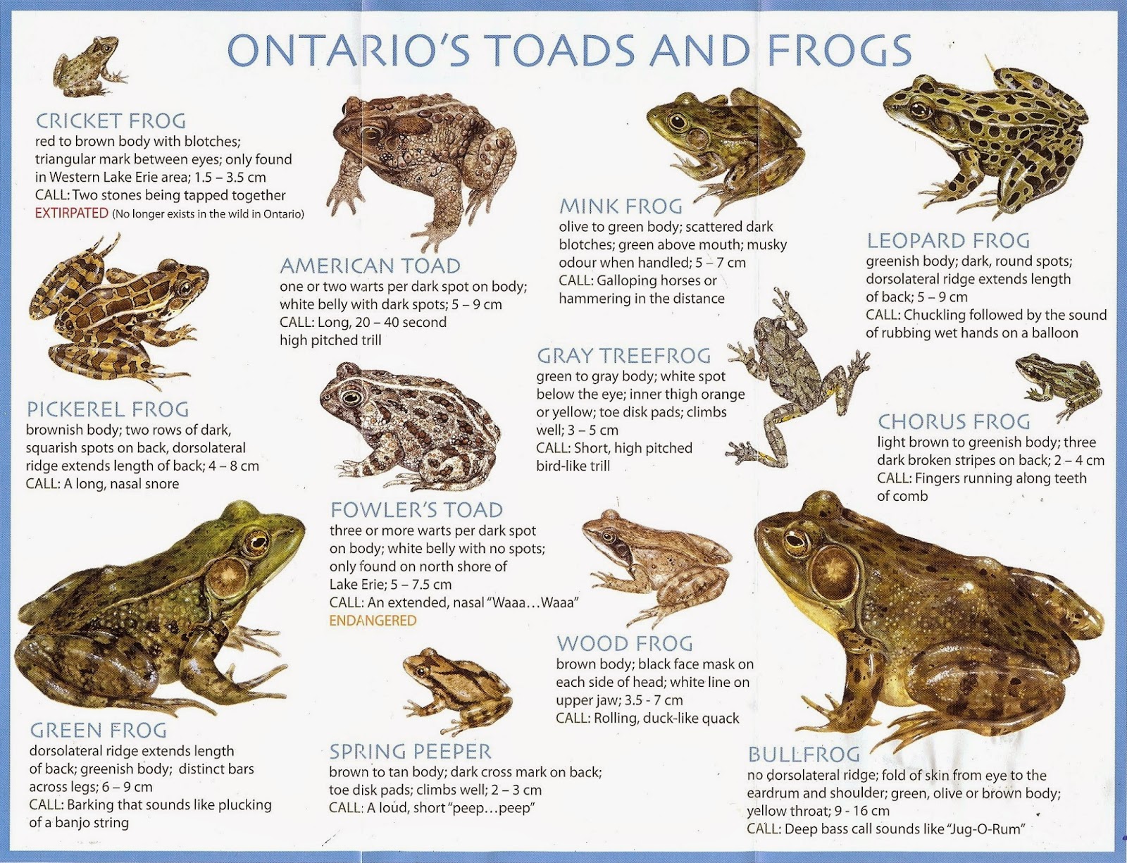 Bondi Resort BLOG: The Fine Art of Frog Hunting