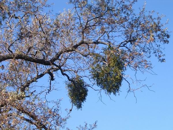 WHAT IS MISTLETOE? |The Garden of Eaden
