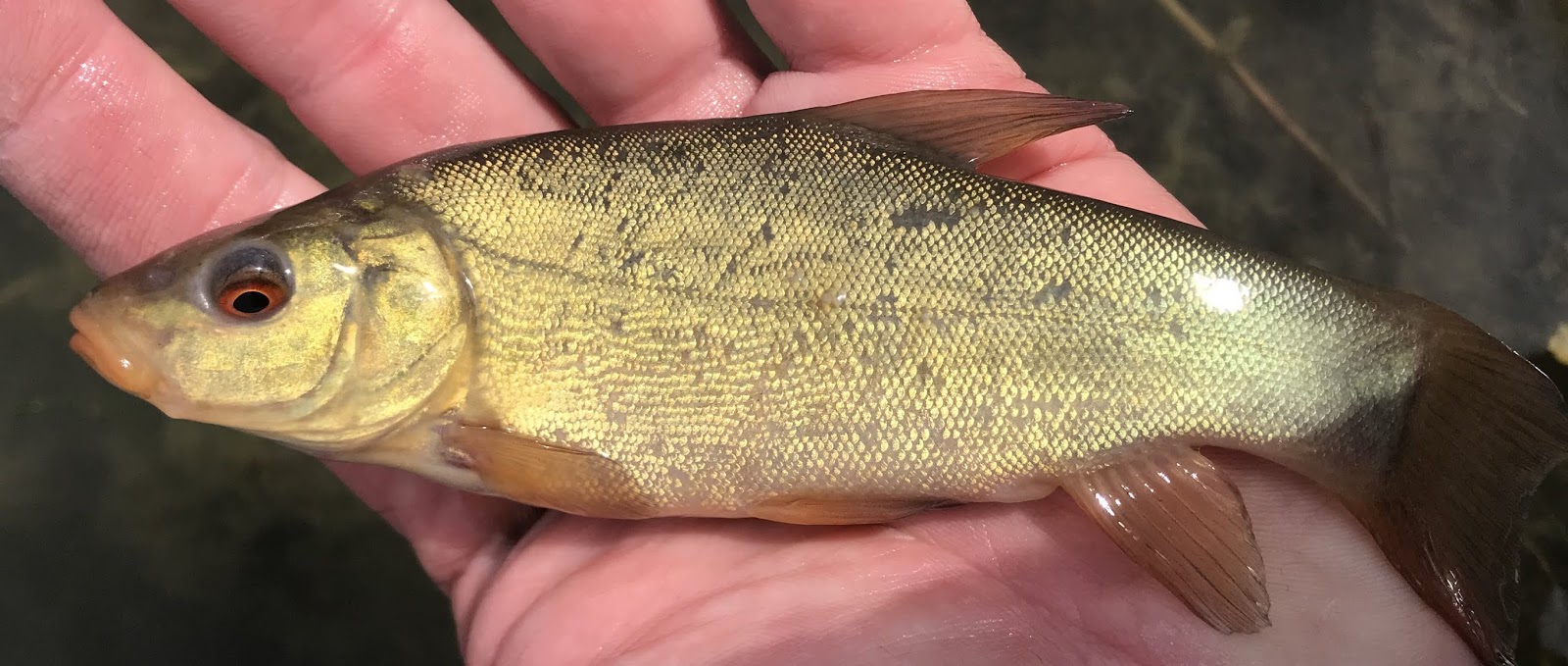 jakten på 15+: juni 2020