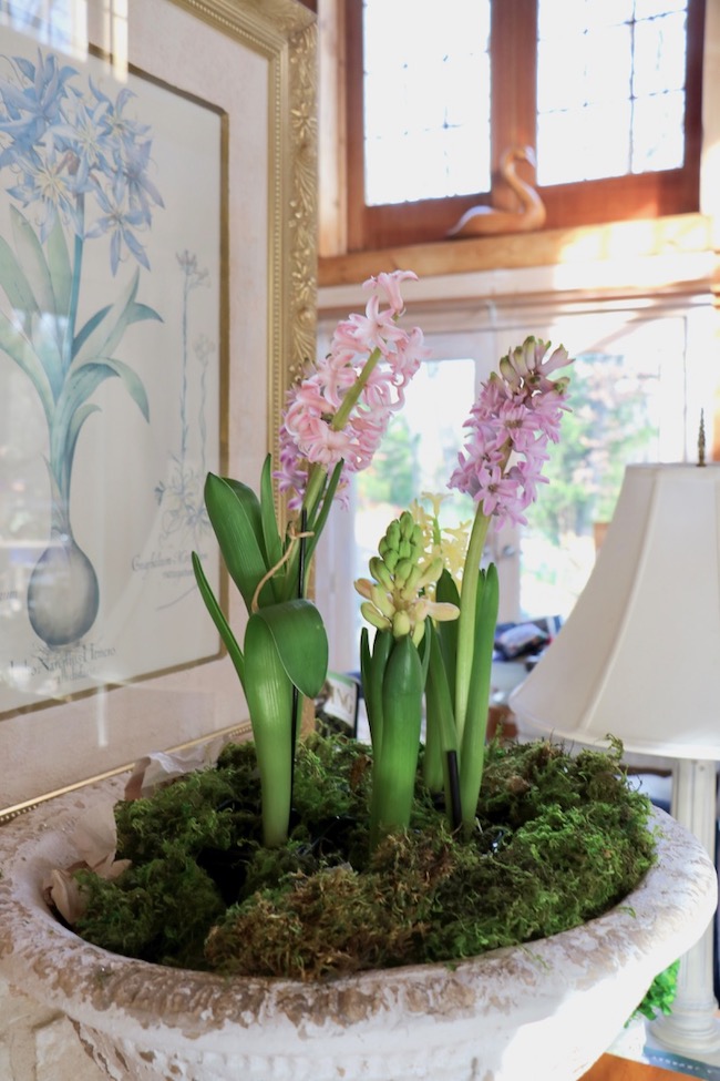 Botanic Bleu: French Country Winter Bulbs Promise Spring