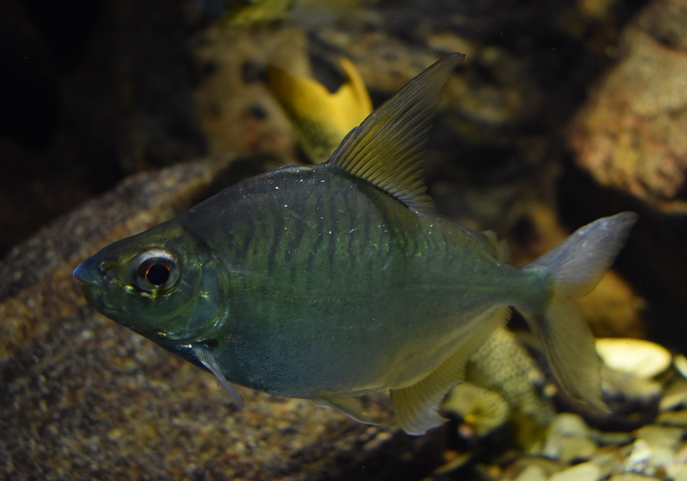 ZOOTOGRAFIANDO (6.100 ANIMALS): PACÚ OVEJA / SHEEP-PACU (Acnodon normani)