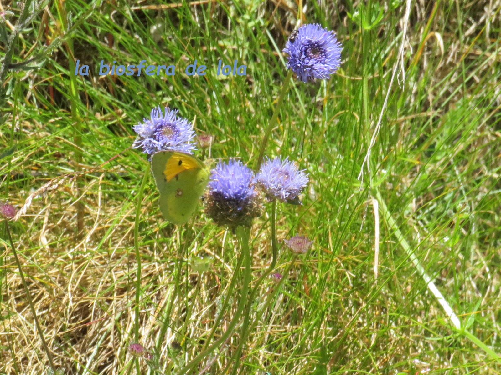 LA BIOSFERA DE LOLA: TÉ DE MONTE...