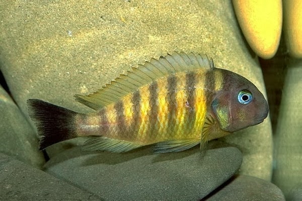 Tropheus'um: Tropheus Pictures-Tropheus Resimleri