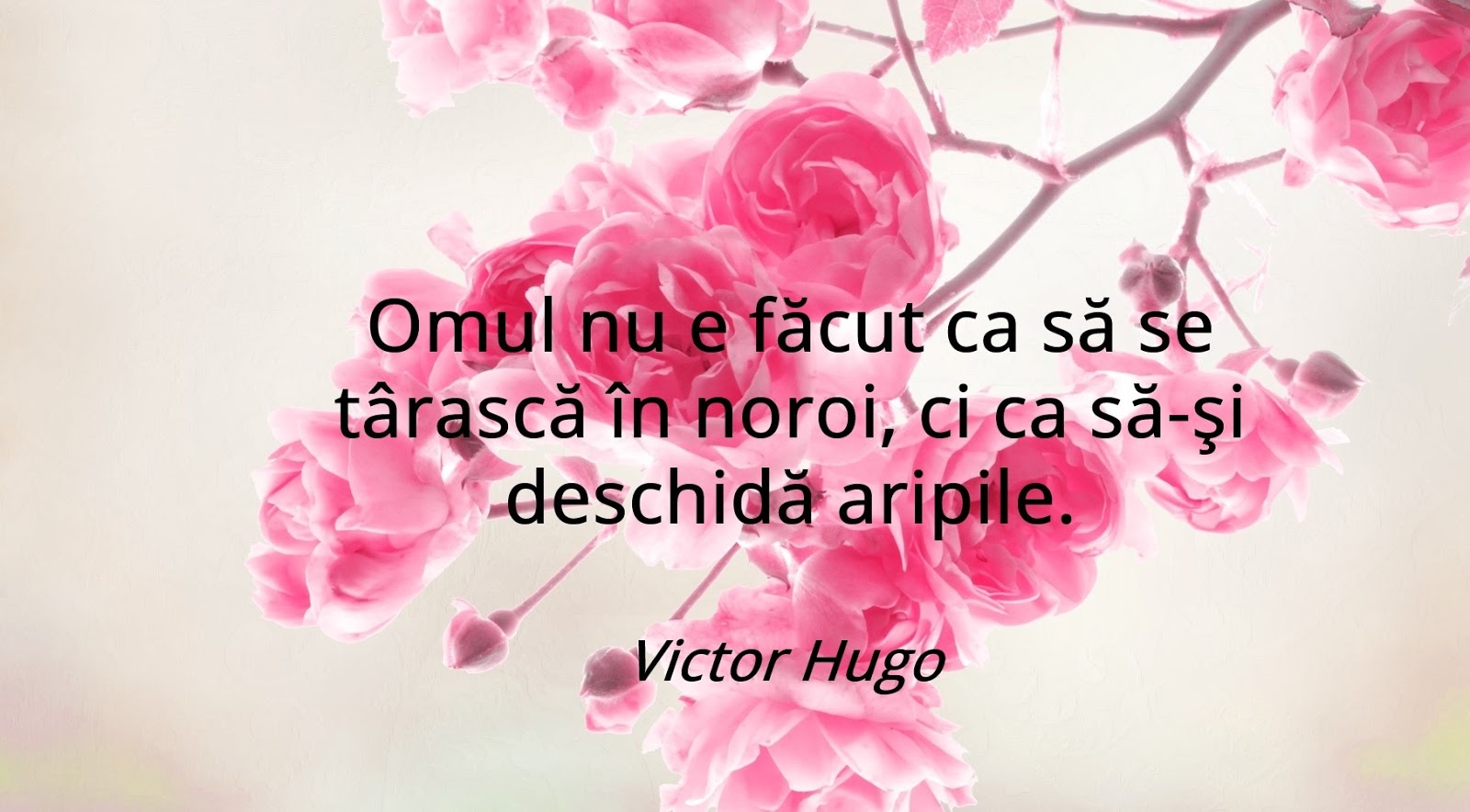 Felicitari, Mesaje si Urari: Citate despre viata
