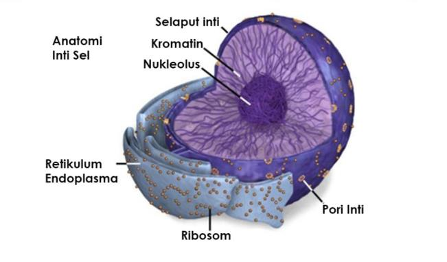 Membran Sel, Inti Sel dan Organel Sel
