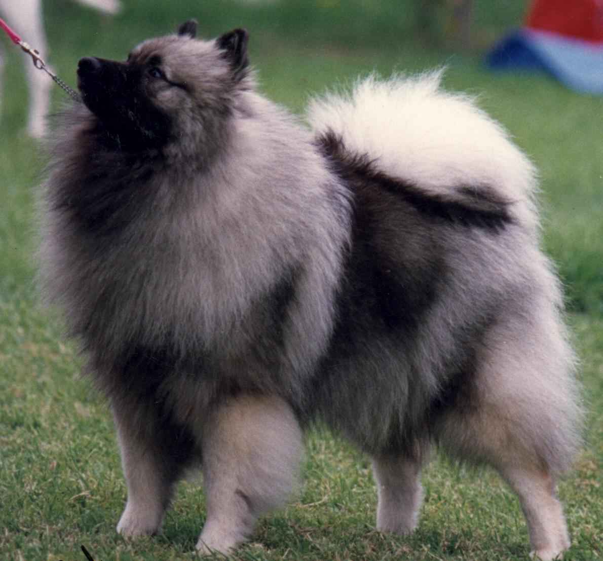Can A Cane Paratore And A Keeshond Be Friends
