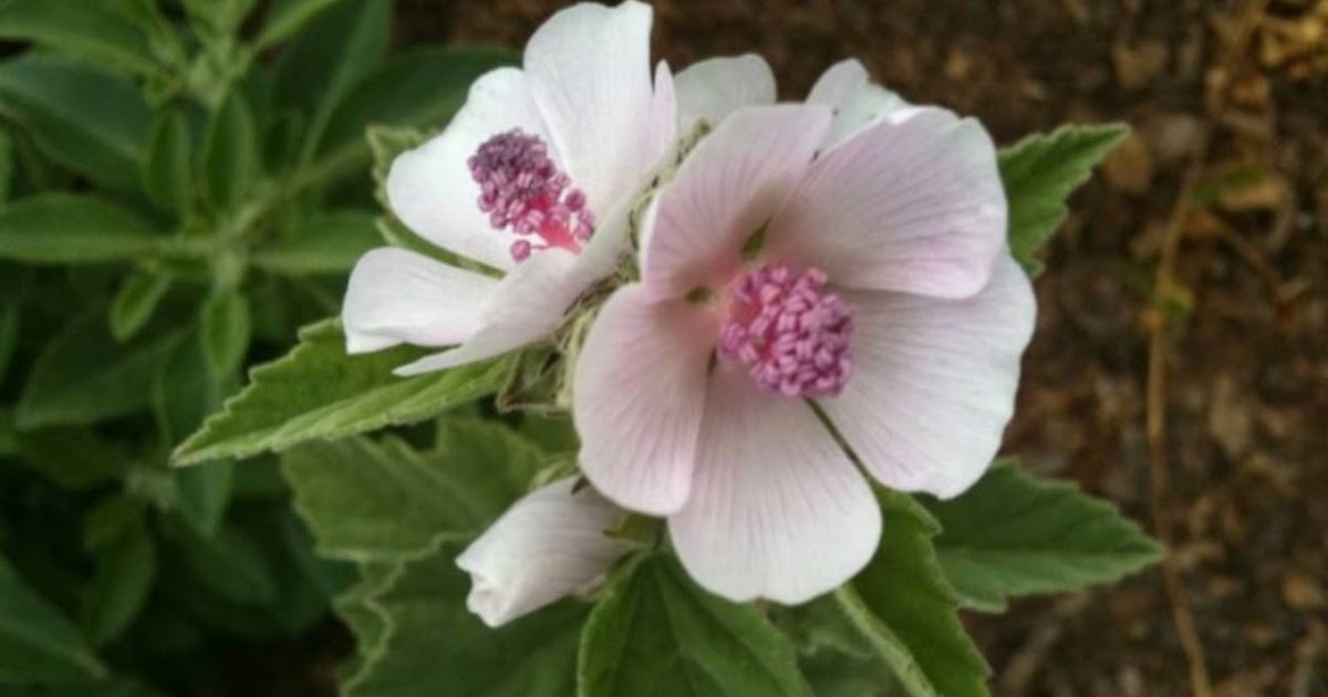 Altea Malvavisco | Beneficios y Propiedades