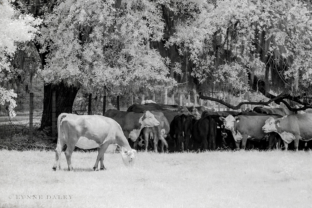 Photo-per-Diem-A Photography Blog: Cows From My Travels