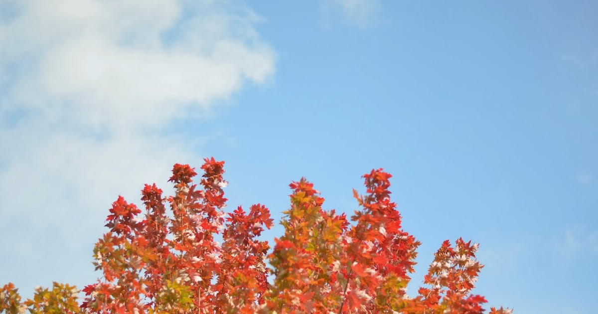 a spot of whimsy: Grateful | October 21, 2013.