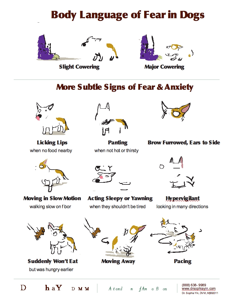 Foundations For Life Training: Teaching Children To Read Dogs