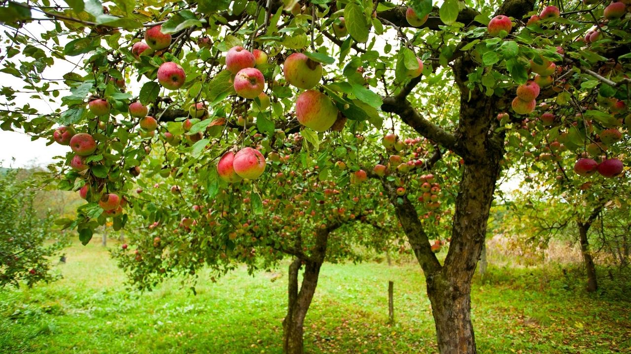 Different Types of Apple Trees - Digital Articles Portal (DAP)