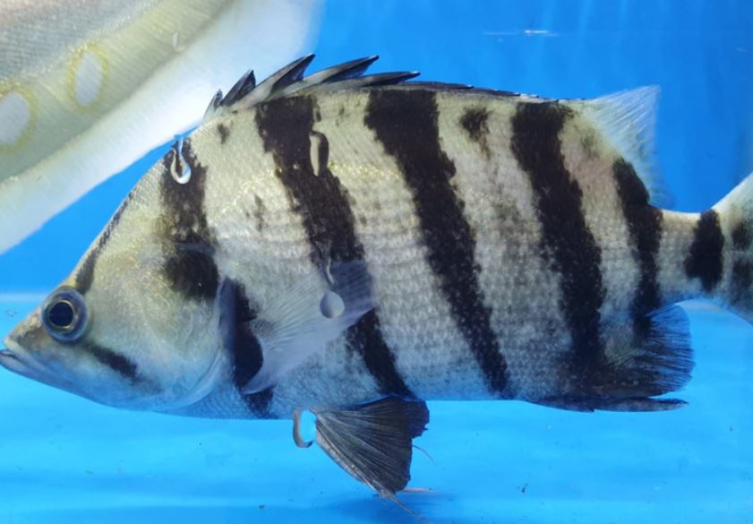 Jenis Ikan Datnoid yang Sangat Seksi buat Dipelihara di Rumah