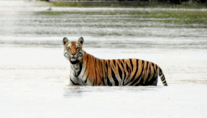 Protect This Wildlife Corridor To Save The Ganges