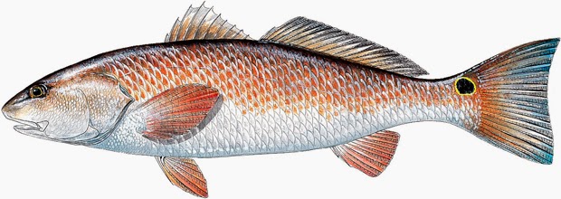 Peelin' Drag Extreme Fishing: Targeting Summer Redfish in Virginia's ...