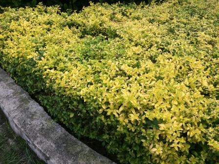 Ligustrum undulatum ‘Lemon Lime and Clippers’ | Pustaka Flora ...