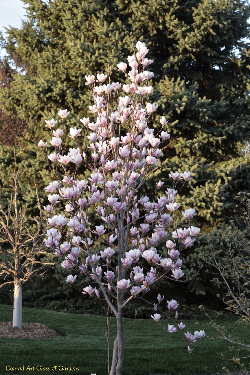 Conrad Art Glass & Gardens: Magnolias