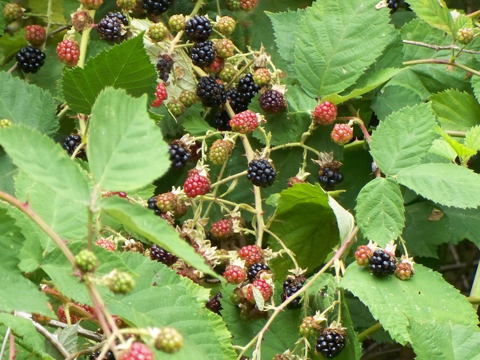 Scene Through My Eyes: Berries - Planted By the Birds