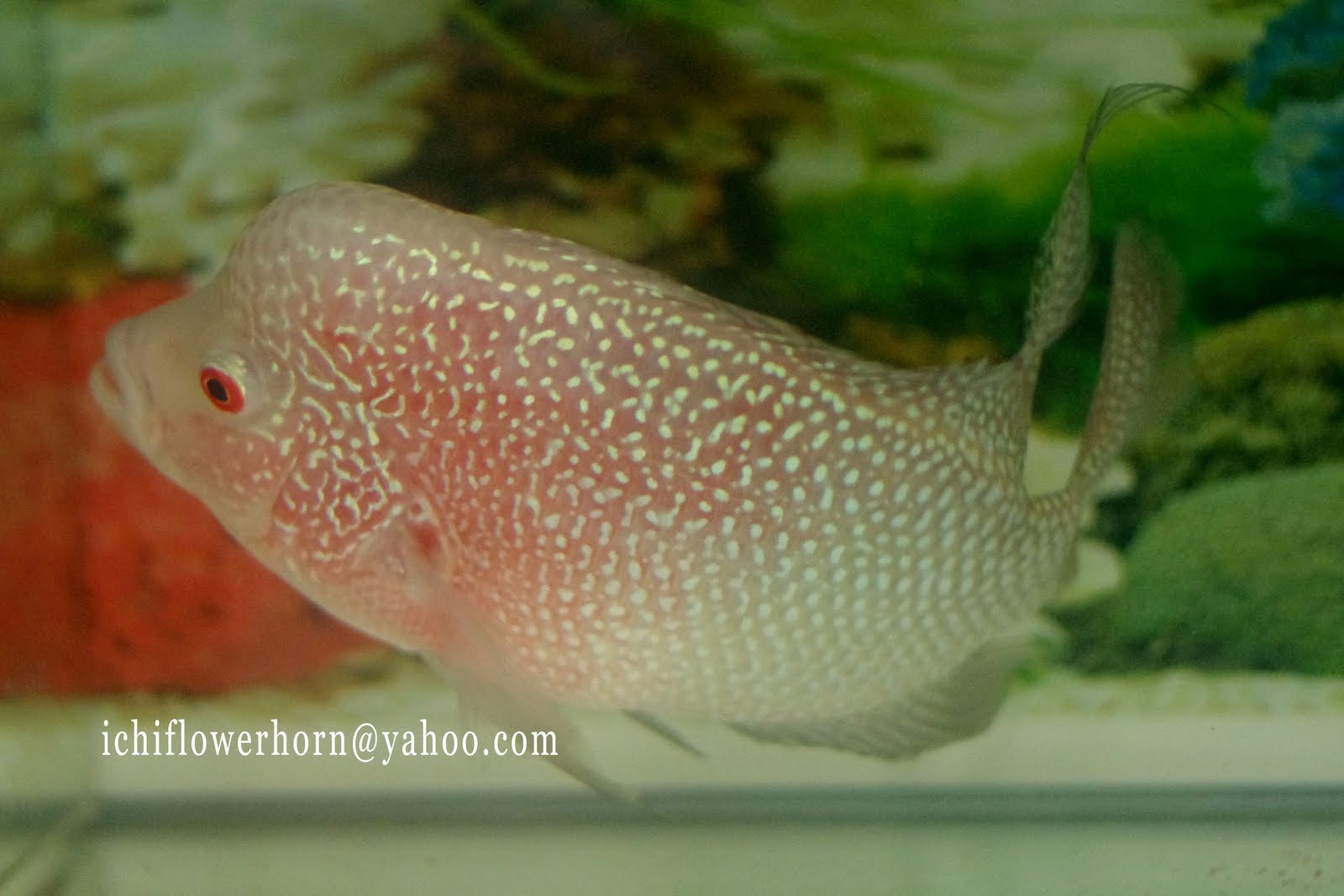Flowerhorn The Hybrid Cichlids: Louhan Cencu - Ichiflowerhorn 002