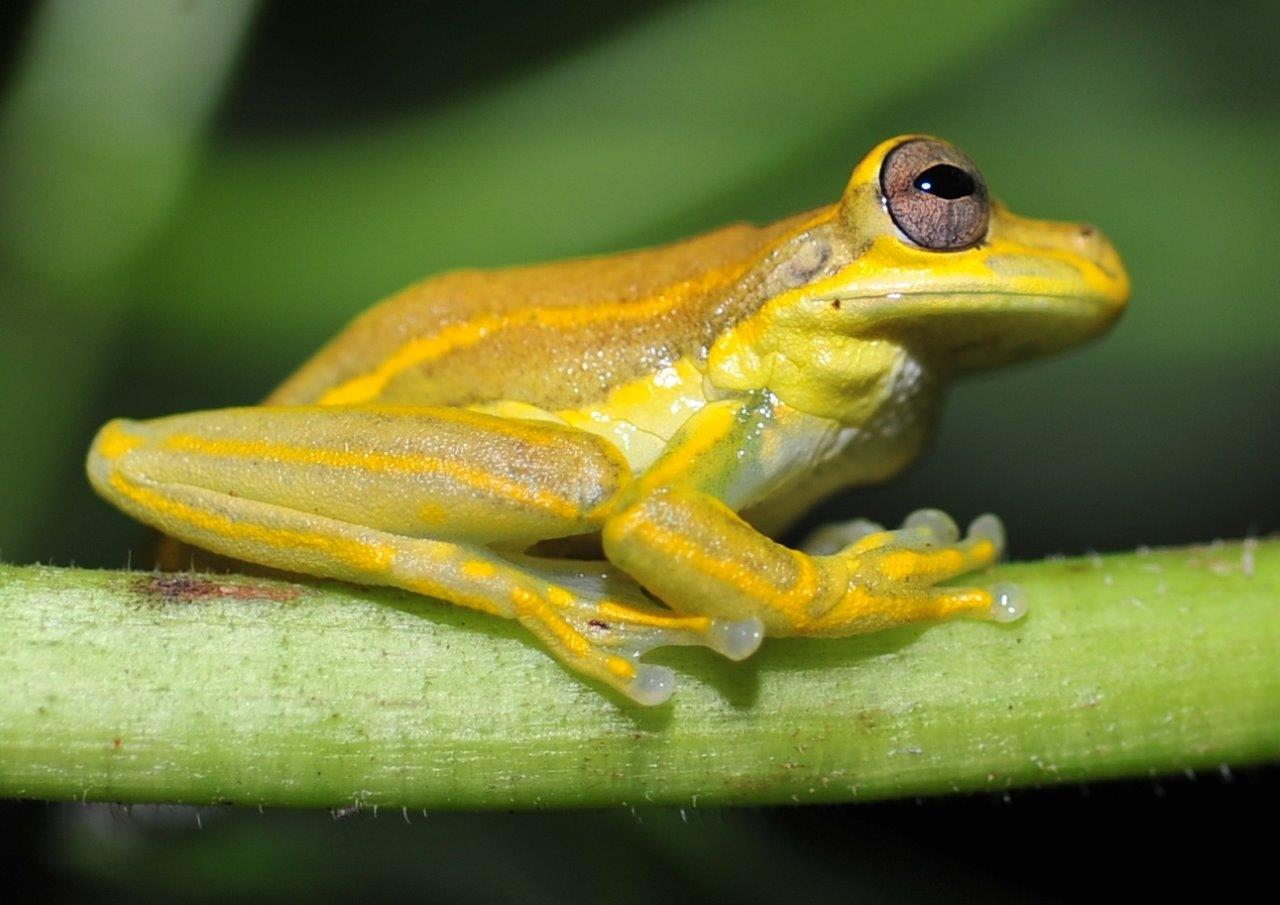 Rana Amarilla. | Fauna Dominicana