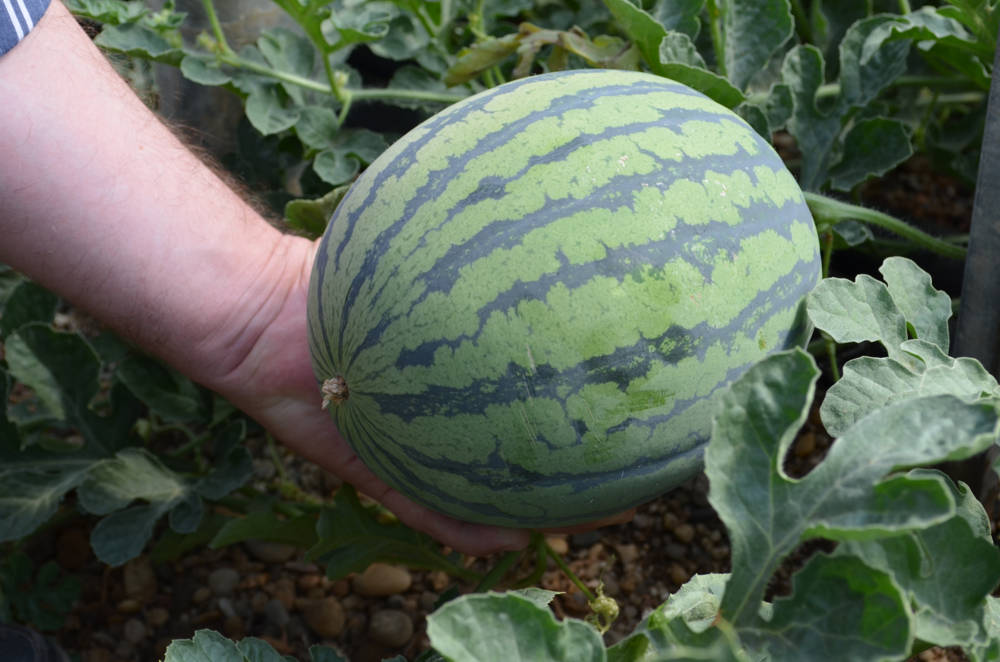 Homo agricola: mayo 2012