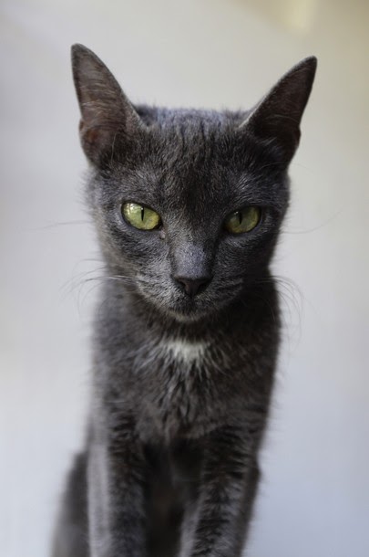 Gaspar, El Lugareño: El gato azul cubano (Fotogalería)